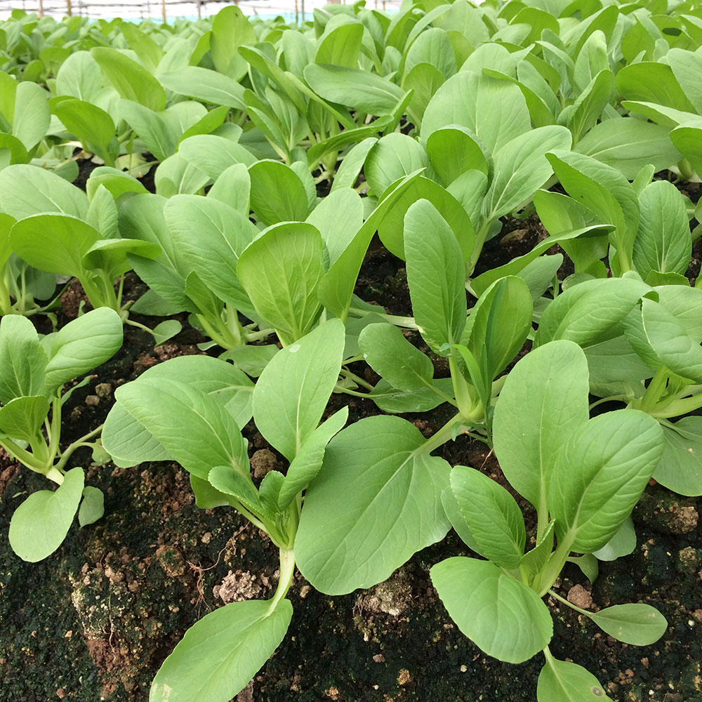 Xiao Bai cai (Bok Choy) Seedling | Farm 85 Trading | Singapore